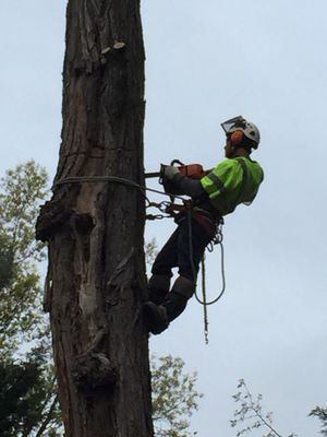 JL TREE SERVICE - Updated December 2025 - 138 Photos & 148 Reviews ...