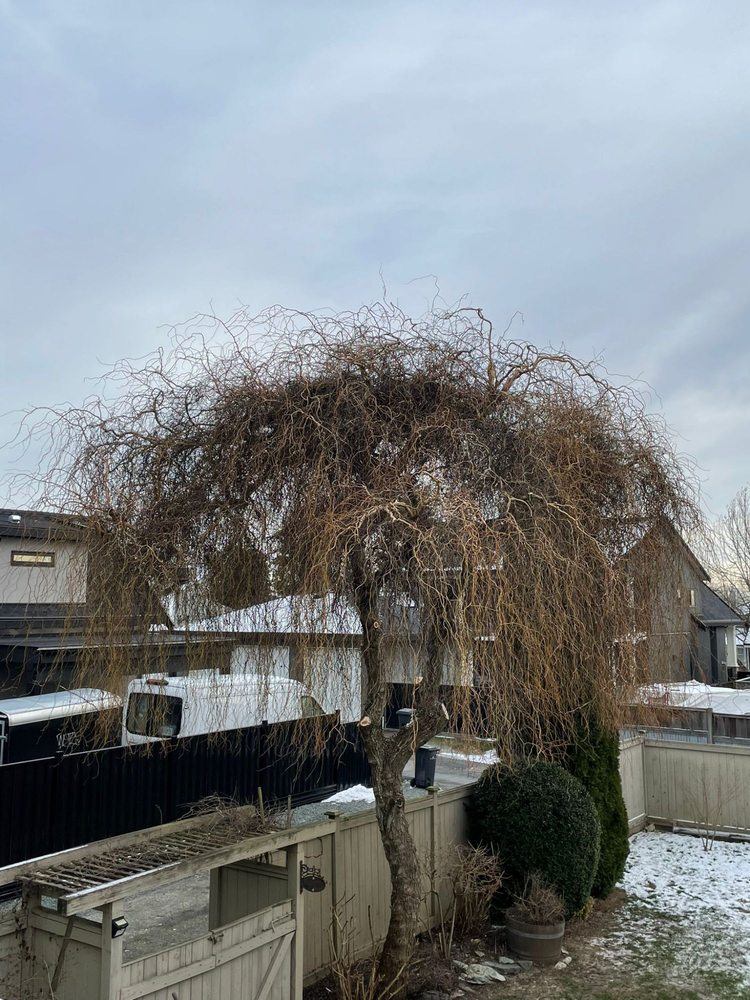 DEVINE ARBORICULTURAL SOLUTIONS - Updated April 2024 - 98 Photos - 4515 Welwyn Street, Vancouver ...