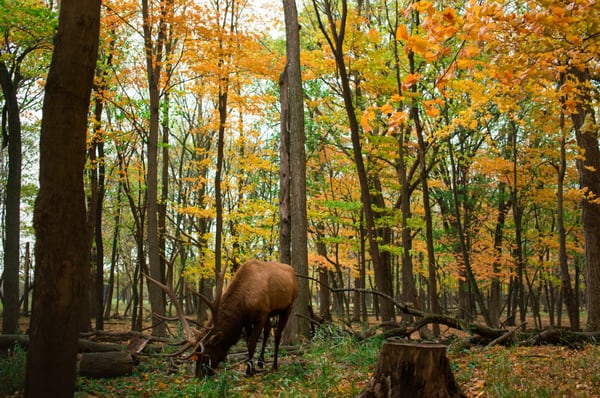 NED BROWN FOREST PRESERVE - Updated May 2026 - 109 Photos & 46 Reviews ...