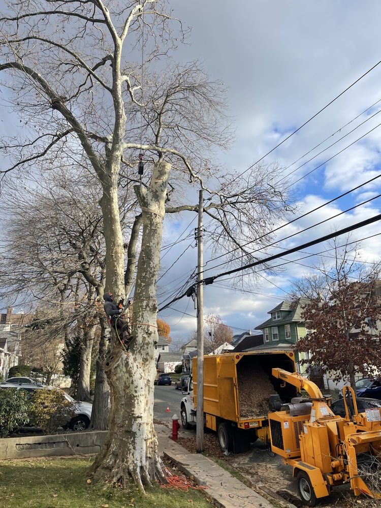 BERNIE TREE SERVICE - Updated August 2025 - 150 Photos - Montville, New ...
