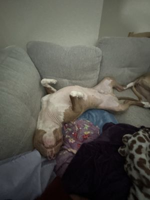 SUNCOAST HUMANE SOCIETY - Updated December 2025 - 13 Photos & 21 ...