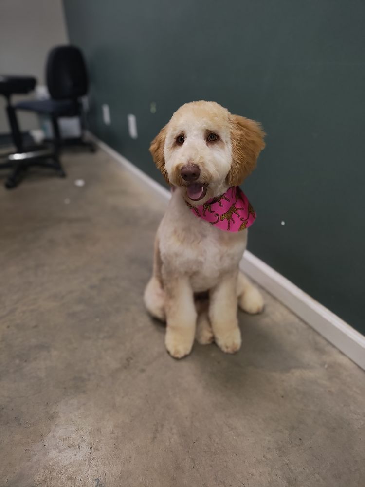 AGAPE OASIS KENNELS & GROOMING - Updated October 2025 - 63 Photos ...