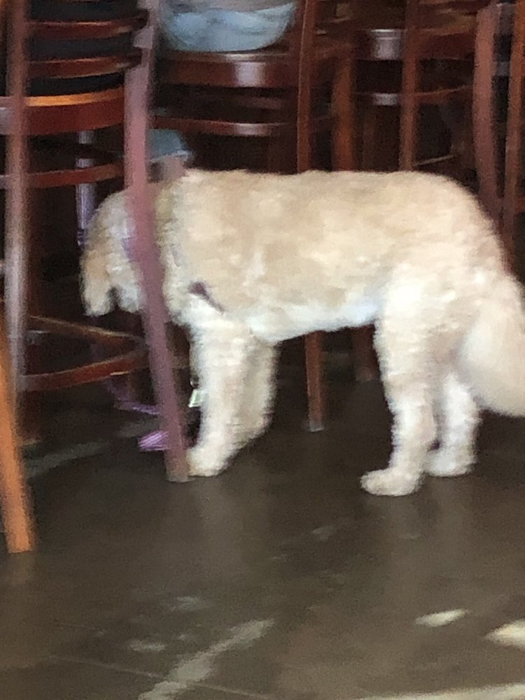 THE KILTED BUFFALO - 43 Reviews - 8625 Townley Rd, Huntersville, NC ...