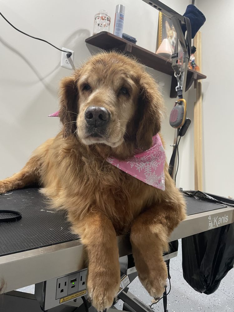 HOWDY DOODLES PET GROOMING - Updated February 2025 - Request an ...