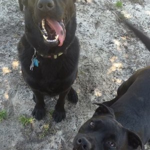 BAYVIEW DOG BEACH - Dog Park at 2001 E Lloyd St, Pensacola, Florida ...