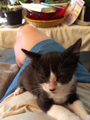 ANIMAL PROTECTIVE LEAGUE - Updated October 2025 - 1001 Taintor Rd ...