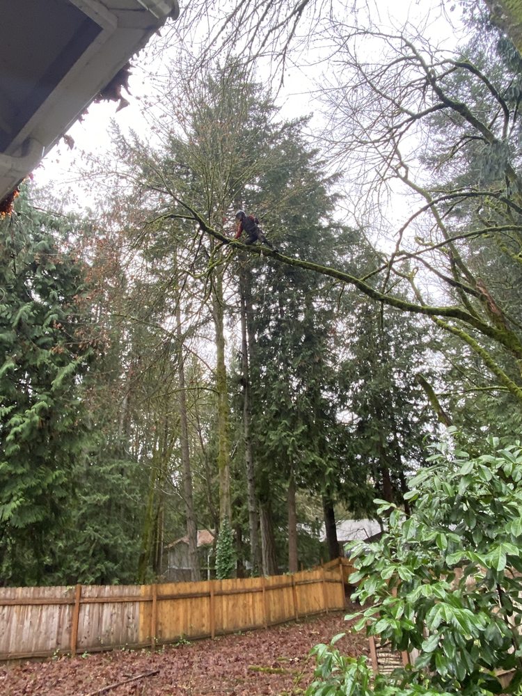 TRIDENT TREE CARE - Updated July 2025 - Request a Quote - Port Orchard ...