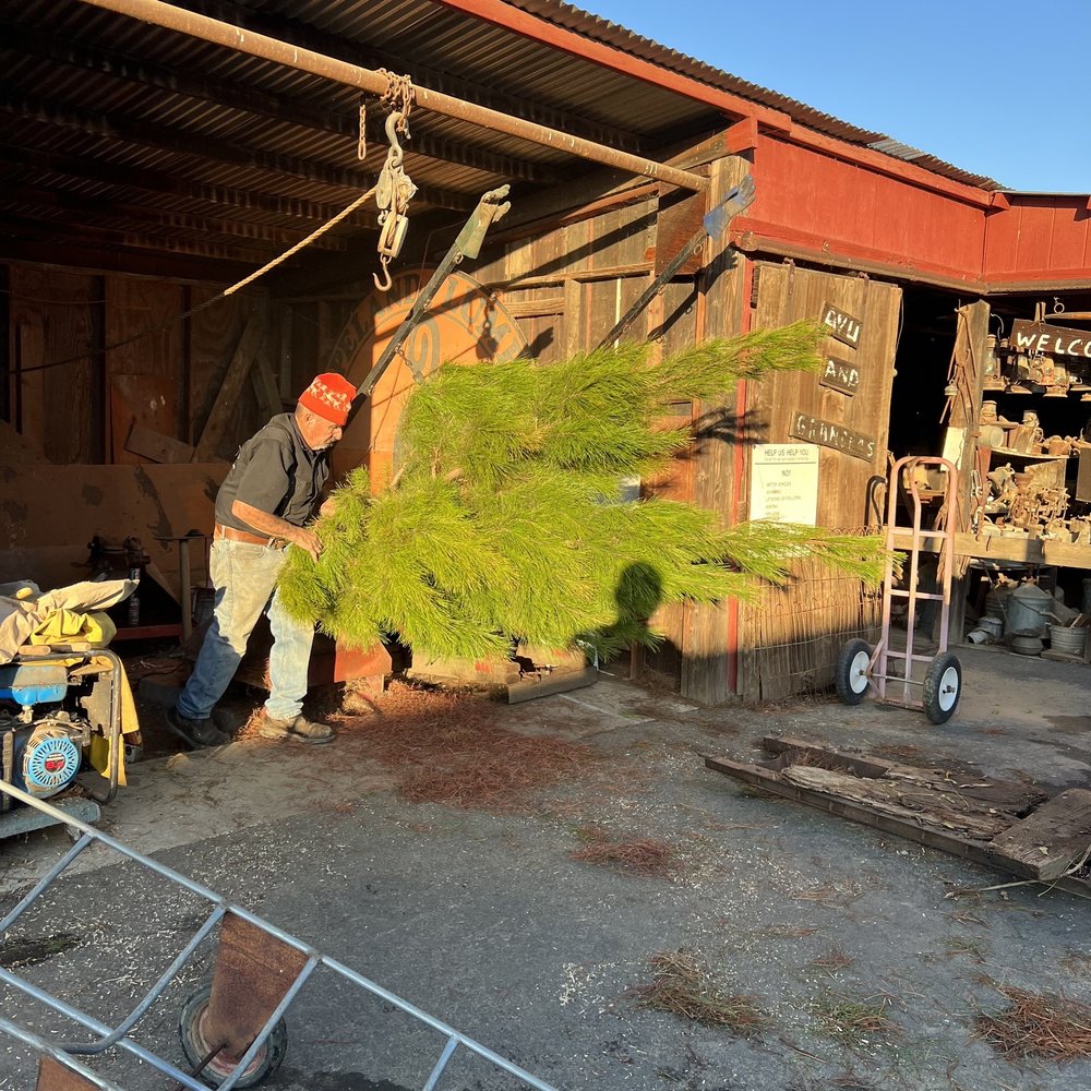 PINE COUNTRY CHRISTMAS TREE FARM - Updated December 2025 - 20 Photos ...