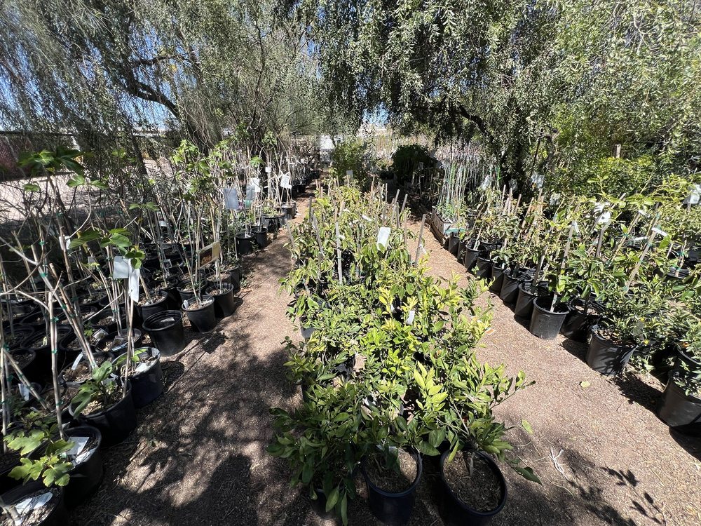 TROPICA MANGO RARE AND EXOTIC TROPICAL FRUIT TREE NURSERY - Updated ...