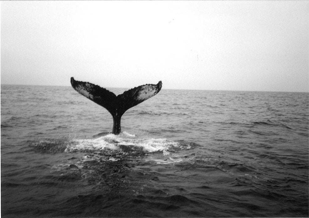 PORTUGUESE PRINCESS WHALE WATCH - 19 Ryder Street Ext, Provincetown ...