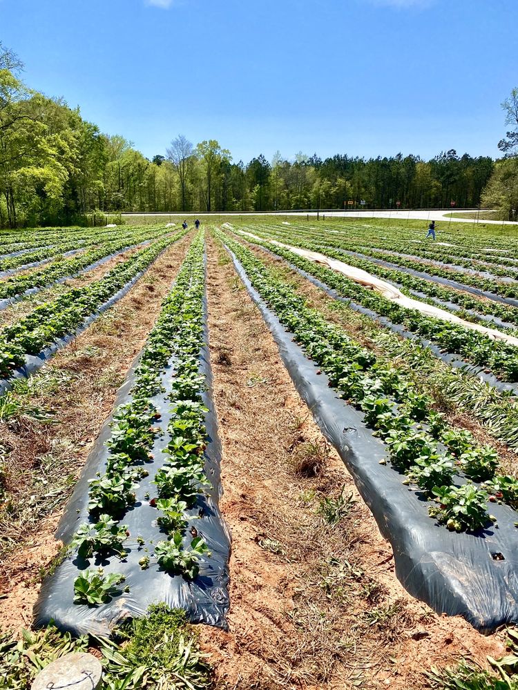 Dickey Farms, Musella | Roadtrippers