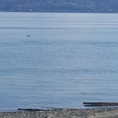 POINT ROBINSON PARK - 149 Photos & 35 Reviews - Parks - 3705 SW Point ...