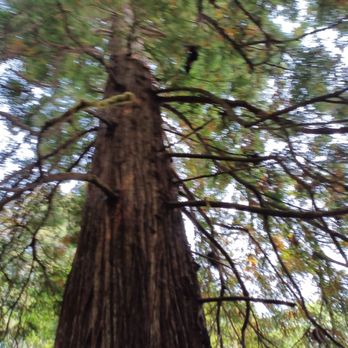 ANCIENT REDWOODS RV PARK - Updated October 2025 - 91 Photos & 32 ...