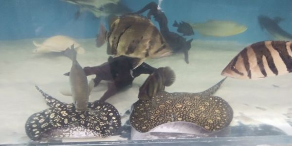 PREDATORY FINS - 36 Photos - 750 Montauk Hwy, Copiague, New York ...