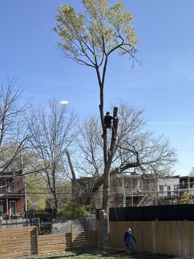 ACCURATE TREE AND LANDSCAPING SERVICES - Updated January 2026 - 53 ...