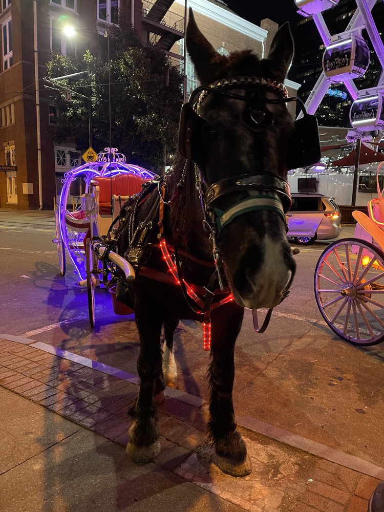 NOTTINGHAM SHIRE & CARRIAGE FOR HIRE - Updated December 2025 - 168 ...