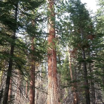 SEQUOIA NATIONAL FOREST AND GIANT SEQUOIA NATIONAL MONUMENT - Updated ...
