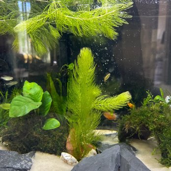 AQUA FOREST AQUARIUM - Updated July 2025 - 152 Photos & 277 Reviews ...