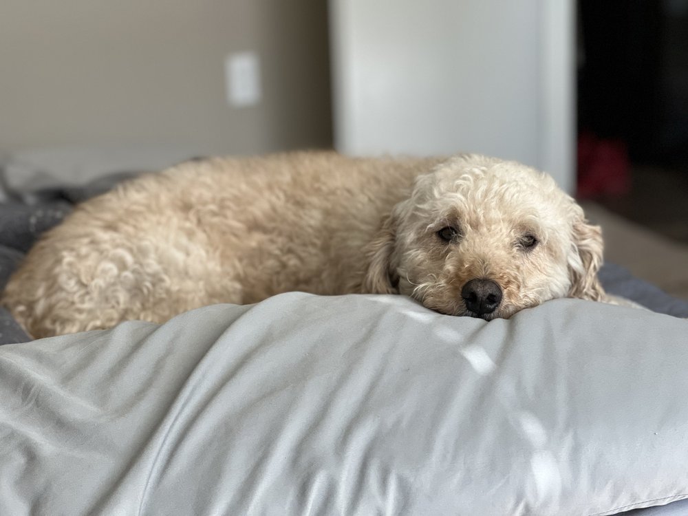 PUPHUB DOG TRAINING - Updated September 2025 - 20 Photos - 1050 W ...