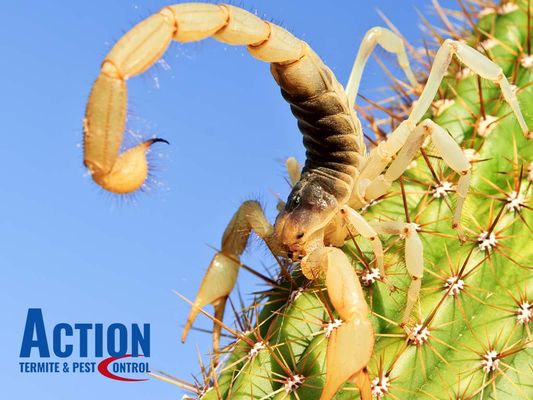 ACTION TERMITE & PEST CONTROL - Updated December 2025 - 28 Photos & 106 ...