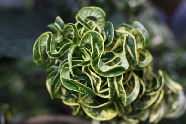 GARFIELD PARK CONSERVATORY AND SUNKEN GARDENS - 937 Photos & 130 ...