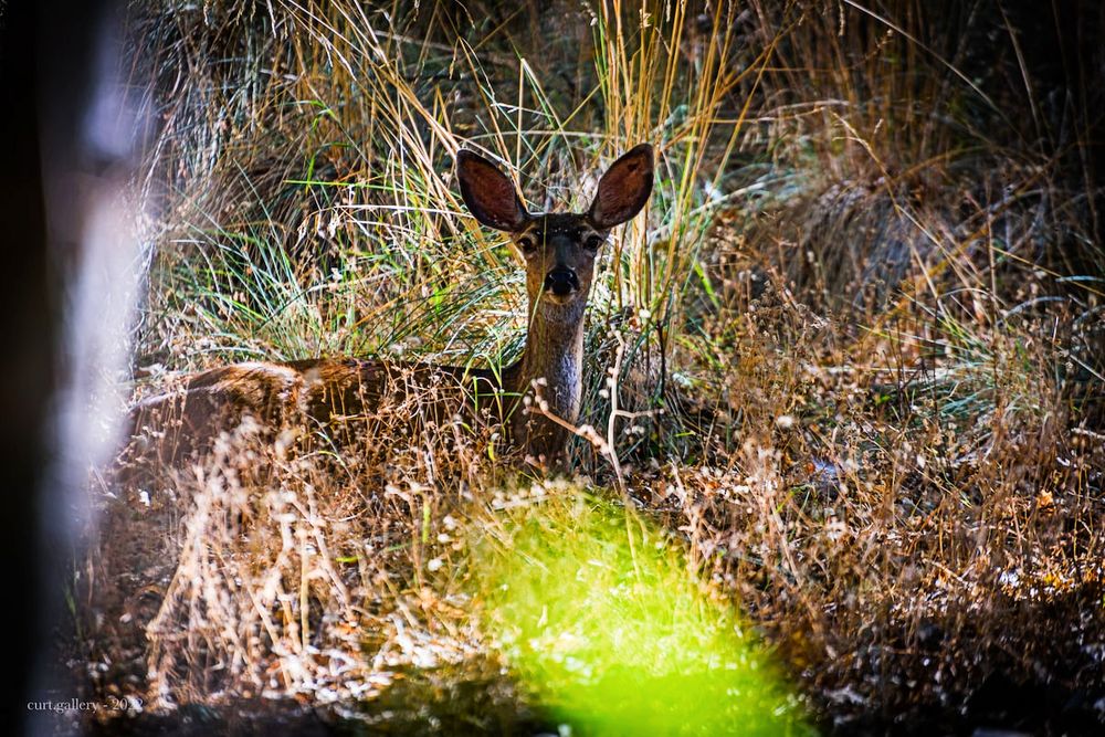 GOLDEN CUP HOMESTEAD - 4022 Young Creek Rd, Ukiah, California ...