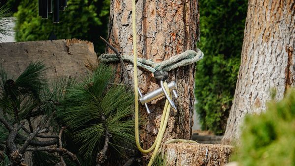 ALL SEASONS TREE SERVICE - Updated October 2025 - 50 Photos & 17 ...