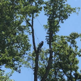PINE HILL TREE SERVICE - Updated September 2025 - 13 Reviews - 45 ...