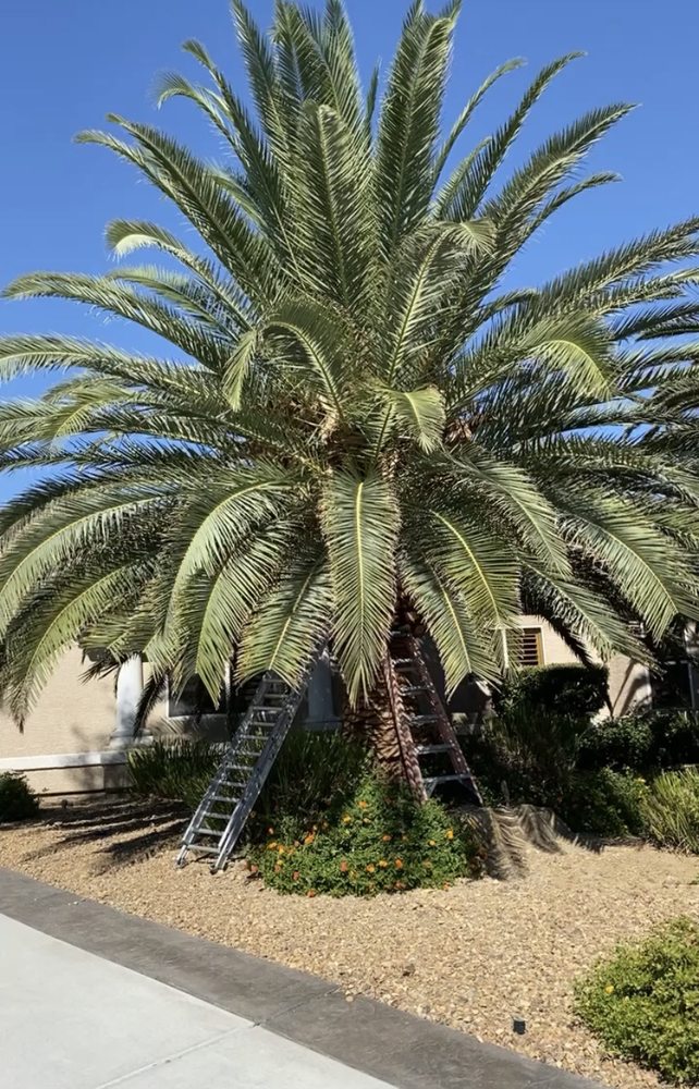 OASIS TREES GROUP - Updated October 2025 - 15 Photos - Las Vegas ...