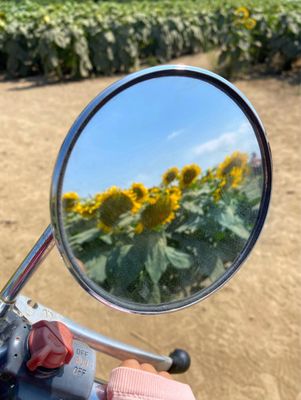 DIXIE ORCHARDS - Updated August 2025 - 53 Photos & 10 Reviews - 14309 ...