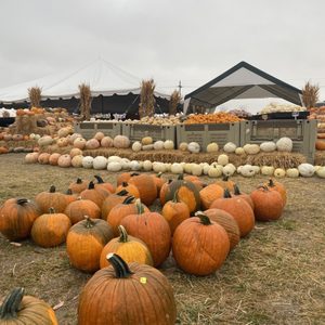 NELSON PRODUCE FARM - Updated November 2024 - 161 Photos & 21 Reviews ...