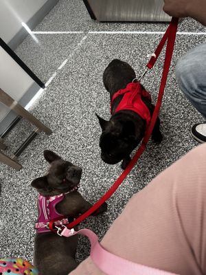 911 VET CARE - Updated December 2025 - 108 Photos & 313 Reviews - 42053 ...