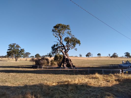 THE HERBIG FAMILY TREE - Updated March 2025 - Angaston Rd, Springton ...