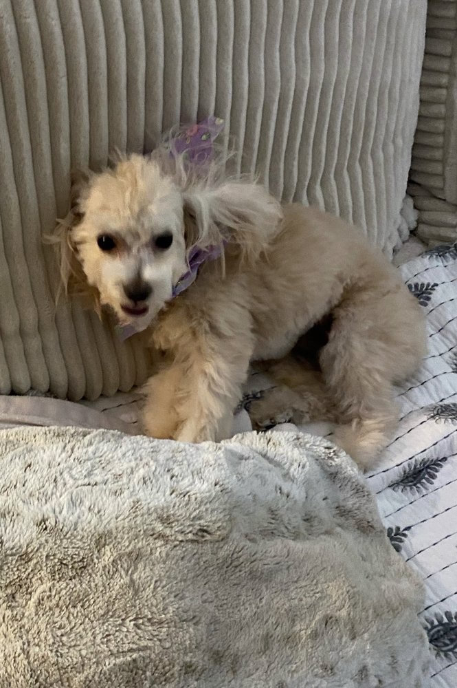 POOCH PARLOR - Updated December 2025 - 18 Photos & 13 Reviews - 5231 ...