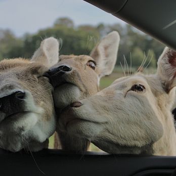 OLYMPIC GAME FARM - 722 Photos & 343 Reviews - 1423 Ward Rd, Sequim ...