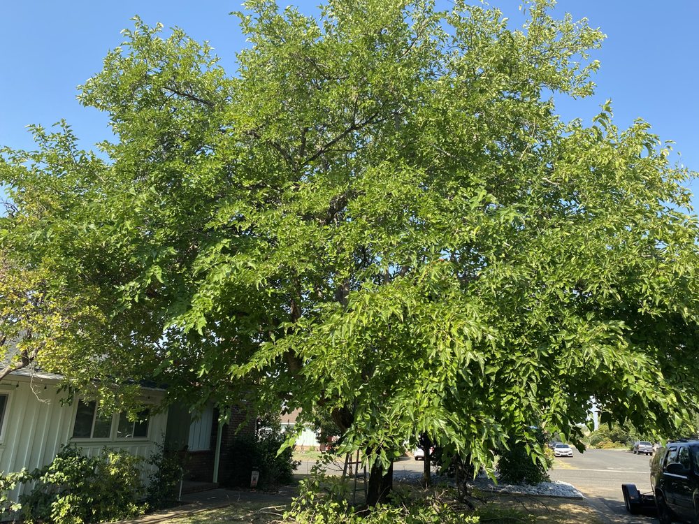 MAPLE TREE CARE - Updated July 2025 - 19 Photos - Chico, California ...