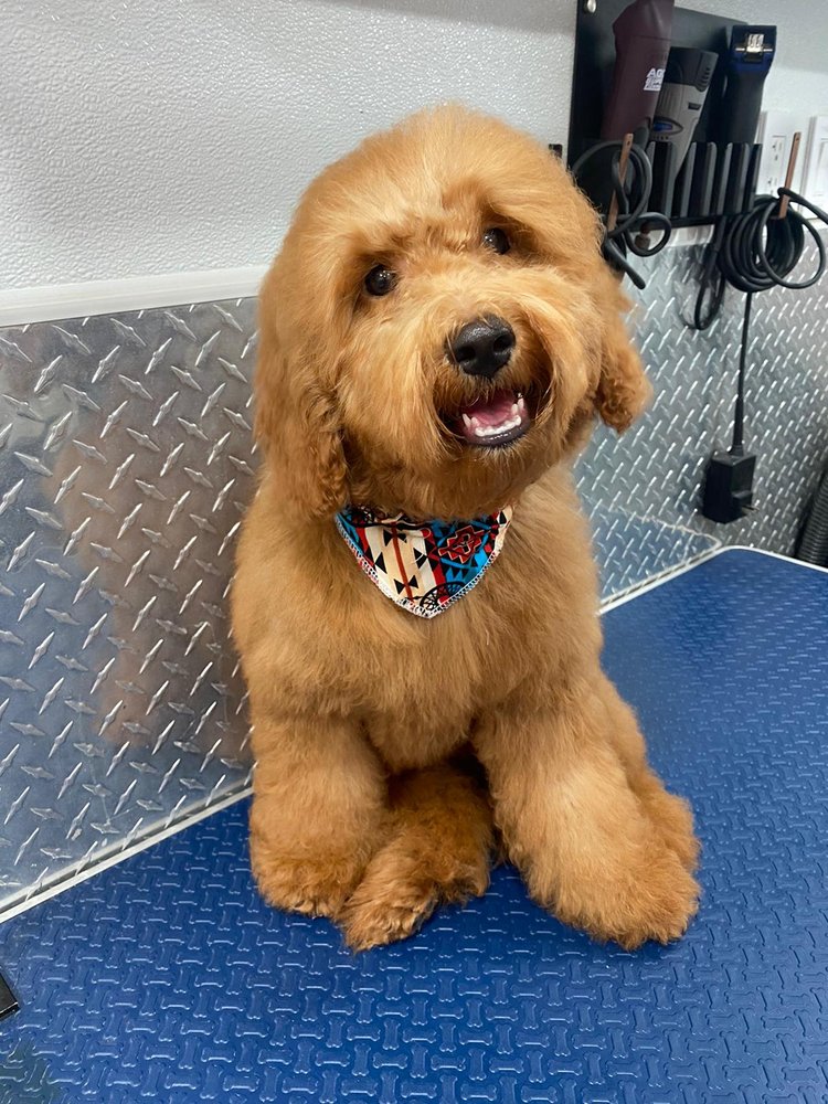 THE BARKING SPA - Updated December 2025 - 208 Photos & 13 Reviews ...