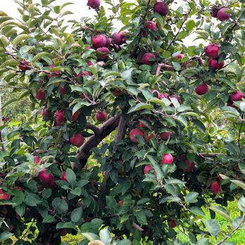 CRANE ORCHARDS - Updated June 2025 - 39 Photos & 35 Reviews - 6054 ...