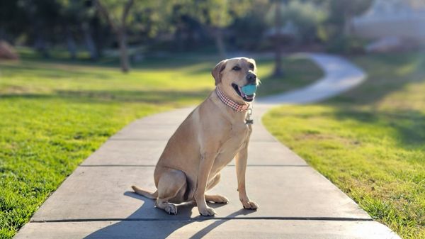 PECCOLE RANCH WALKING TRAIL - Updated May 2024 - 237 Photos & 51 ...