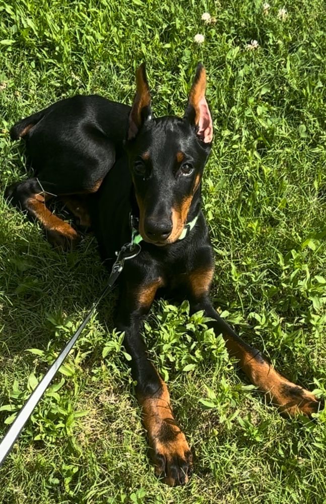 DOBERMAN SIERRA DOBIE FARMS - Updated January 2026 - 75 Photos - 1007 ...