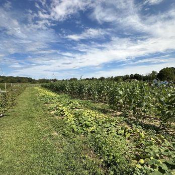 SALISBURY FARM - Updated January 2026 - 103 Photos & 37 Reviews - 11 ...