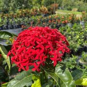 JESSE DURKO’S NURSERY - 96 Photos & 34 Reviews - 5151 SW 70th Ave ...