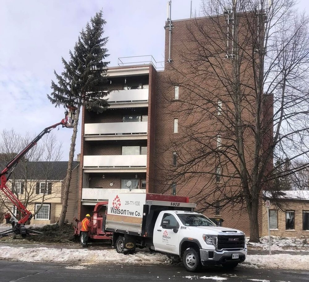 WATSON TREE - Updated December 2025 - Request a Quote - Cobourg ...