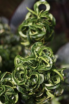 GARFIELD PARK CONSERVATORY AND SUNKEN GARDENS - Updated June 2024 - 960 ...