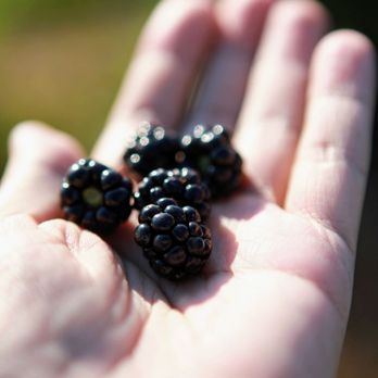 WILD BERRY FARM - Updated January 2026 - 13 Photos - 905 Crawford Rd ...