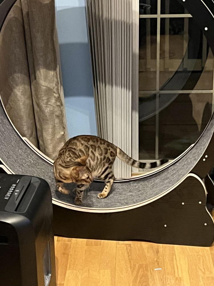 MY PURRFECT CATS - Request Information - 29 Photos - London, Kentucky ...