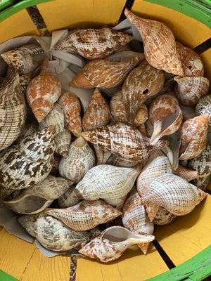 SHELL WORLD - 170 Photos & 93 Reviews - 97600 Overseas Hwy, Key Largo ...