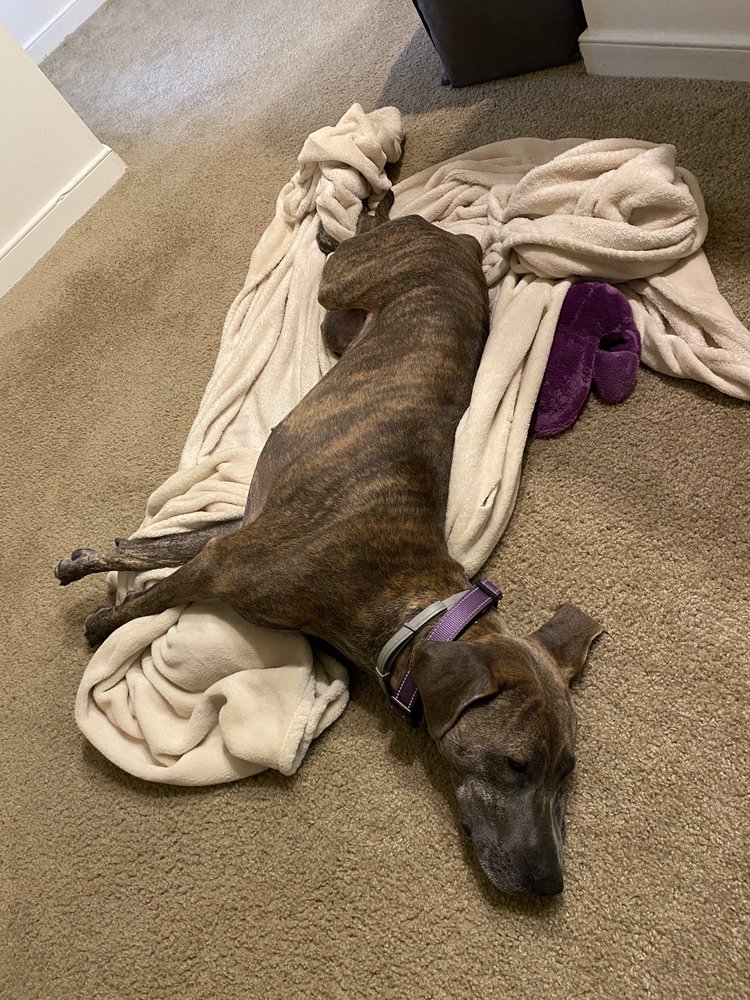 RICHMOND SPCA - 48 Photos & 53 Reviews - 2519 Hermitage Rd, Richmond ...