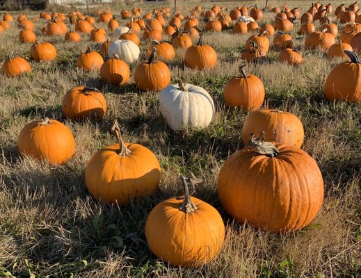 THOMPSON FARMS - Updated December 2025 - 12 Photos & 18 Reviews - 24727 ...