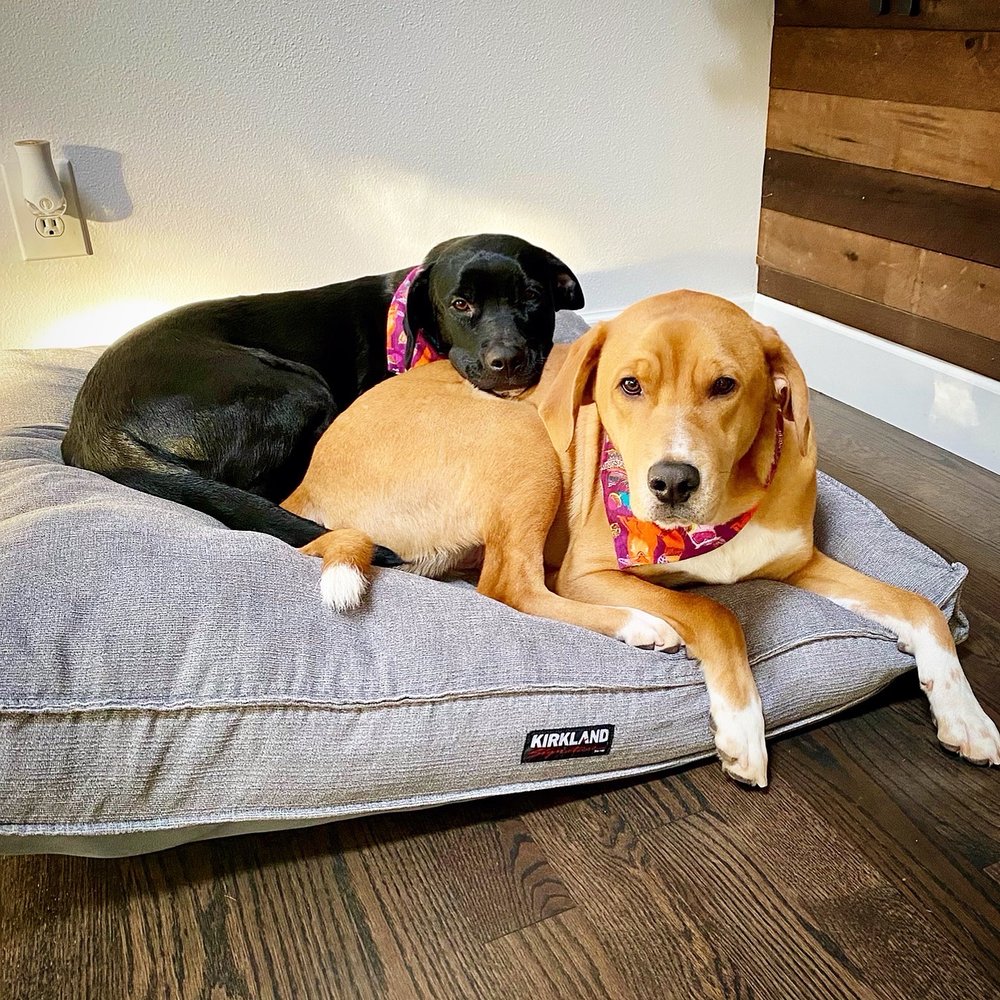 TRANSFURMATIONS MOBLIE PET GROOMING - Updated January 2026 - 22 Photos ...